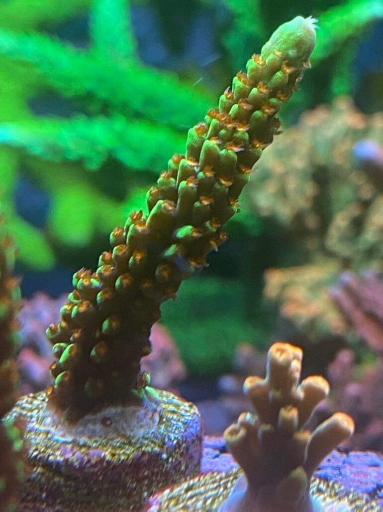 Forced Fusion of the Dallas Acropora | Reef Builders | The Reef and ...