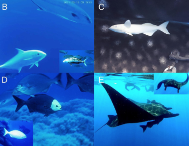 Pigment Abnormalities may be related to Significant Population Decline ...