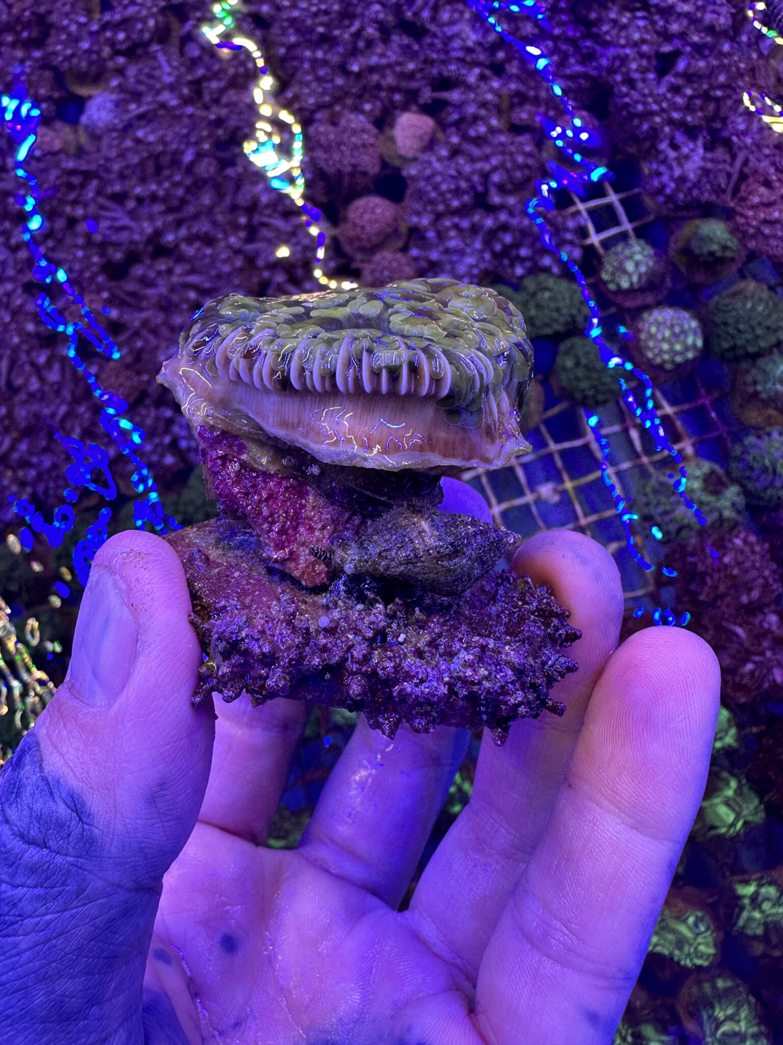 Pollia fumosus - a new form of natural Vermetid Snail control? | Reef ...