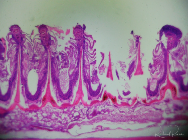 TOMLOV DM602 is the Perfect All-Around Microscope for Reefkeeping ...