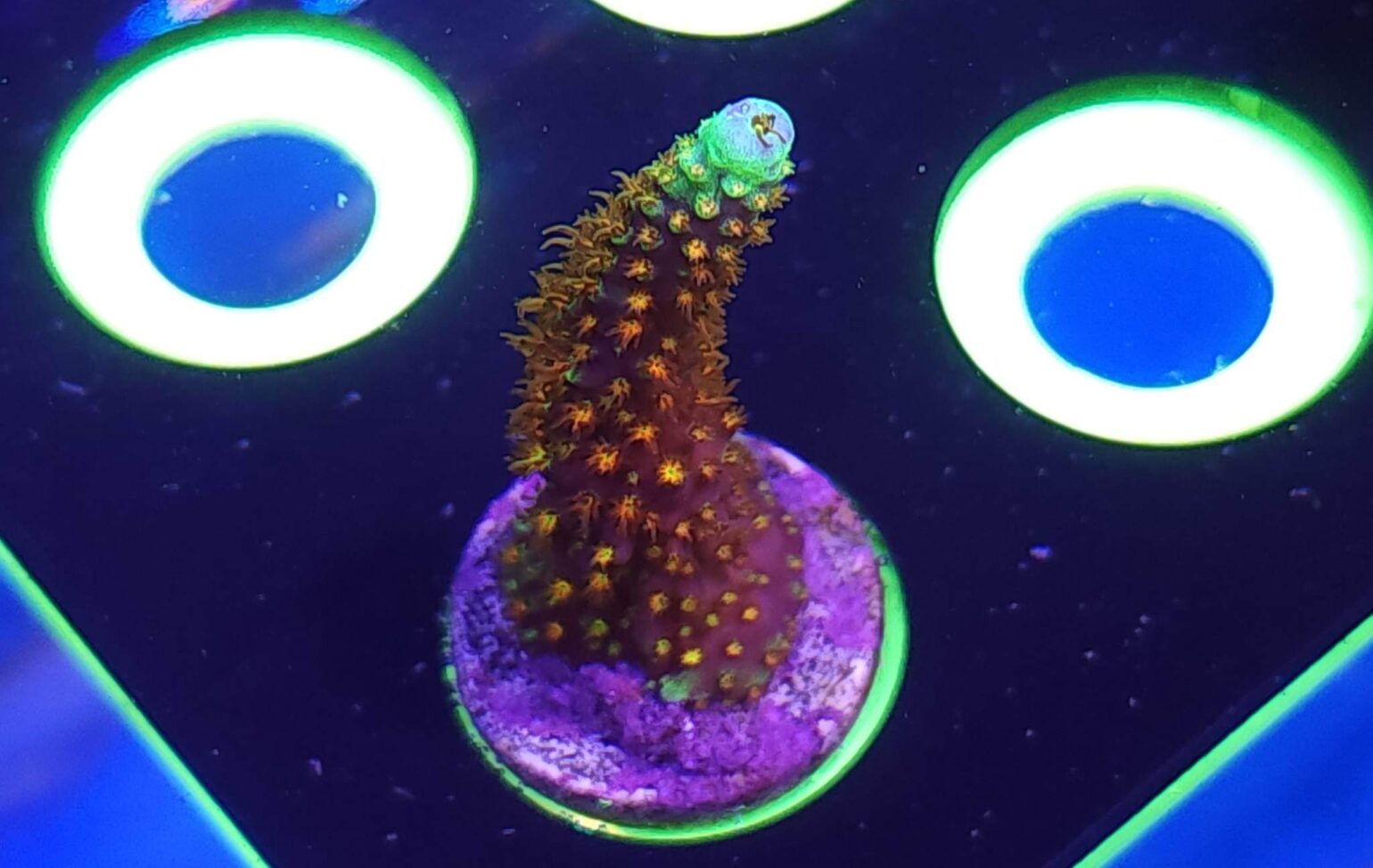 Forced Fusion of the Dallas Acropora | Reef Builders | The Reef and ...