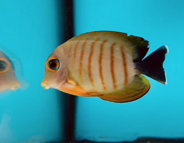 Try Acanthurus tristis - The Indian Mimic Surgeonfish | Reef Builders ...