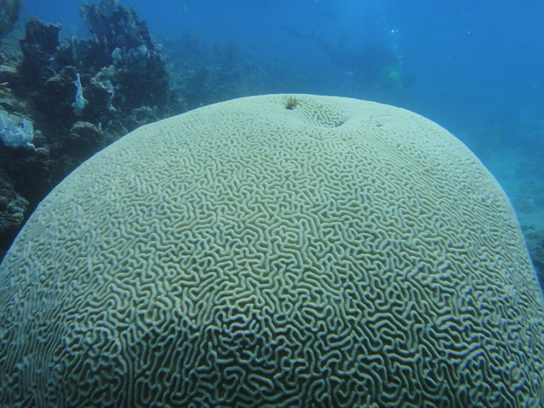 100% Coral Bleaching as Florida Sea Temperatures Rise Over 100 ...