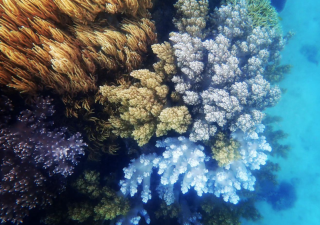 Outplanting Coral Fragments May Be A Big Expensive Waste Of Time ...