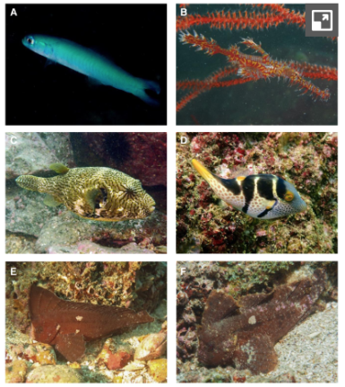 31 New Records of Reef Fish Found in Hong Kong | Reef Builders | The ...