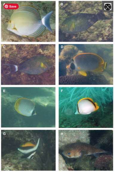 31 New Records of Reef Fish Found in Hong Kong | Reef Builders | The ...