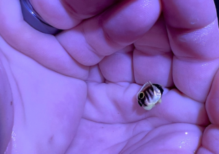 Tiger Angelfish Bred by Poma Labs for the First Time | Reef Builders ...