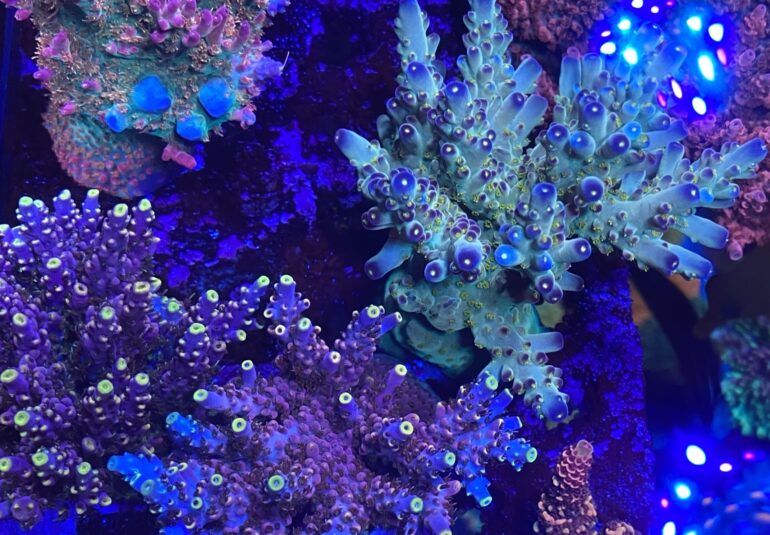 Siam Reef Club softie reef is a soft coral heaven from Thailand | Reef ...