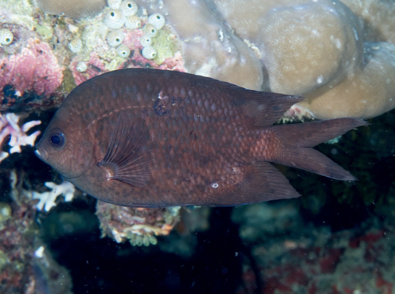 Warming Oceans Impact Reef Fish Learning and Memory | Reef Builders ...