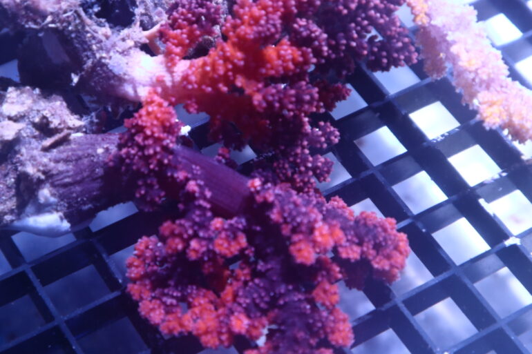 Rare Soft Coral Surfaces at QGI Aquatics | Reef Builders | The Reef and ...