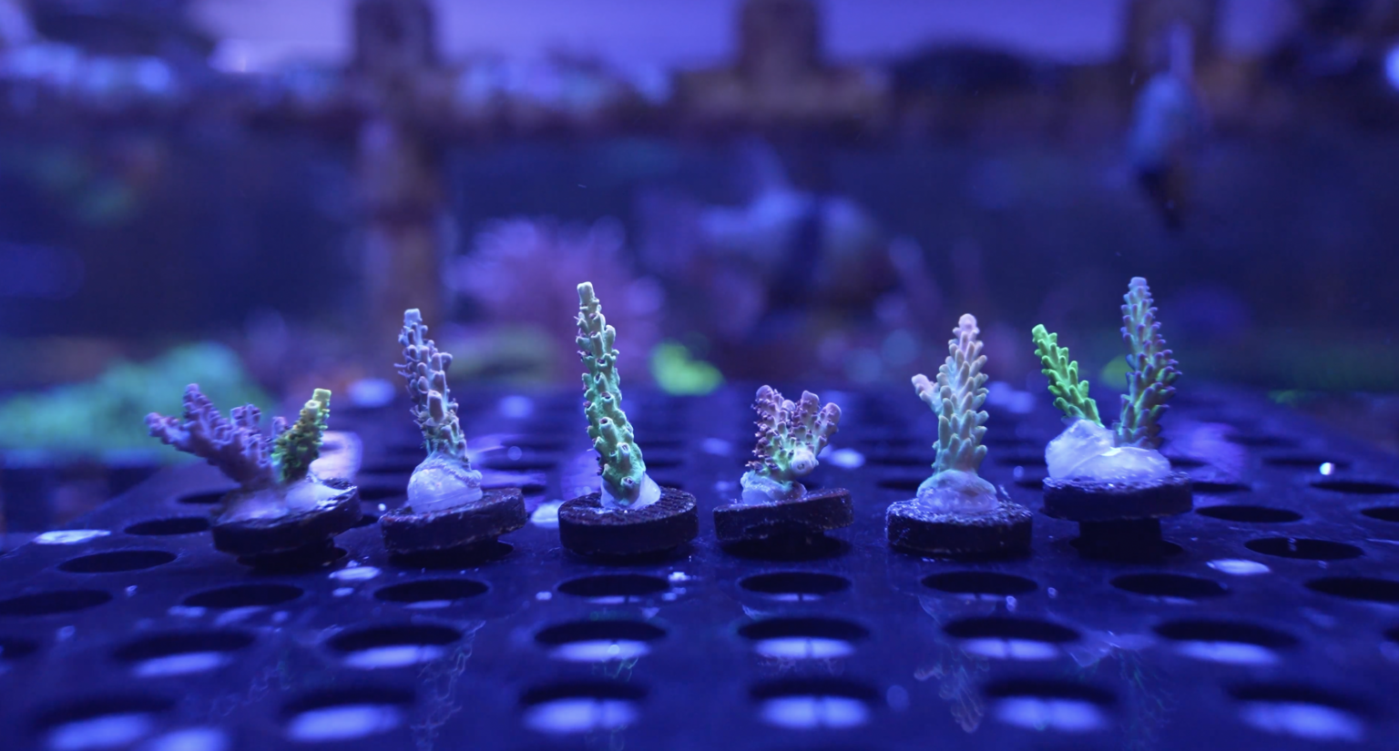 How to take Corals on a USA Domestic Flight | Reef Builders | The Reef ...