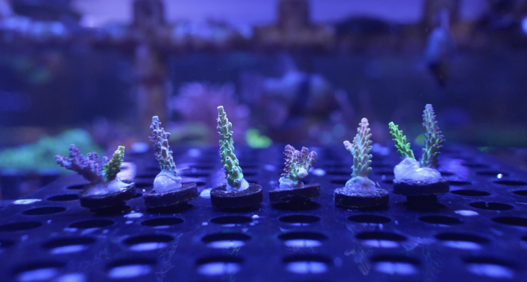 How to take Corals on a USA Domestic Flight | Reef Builders | The Reef ...