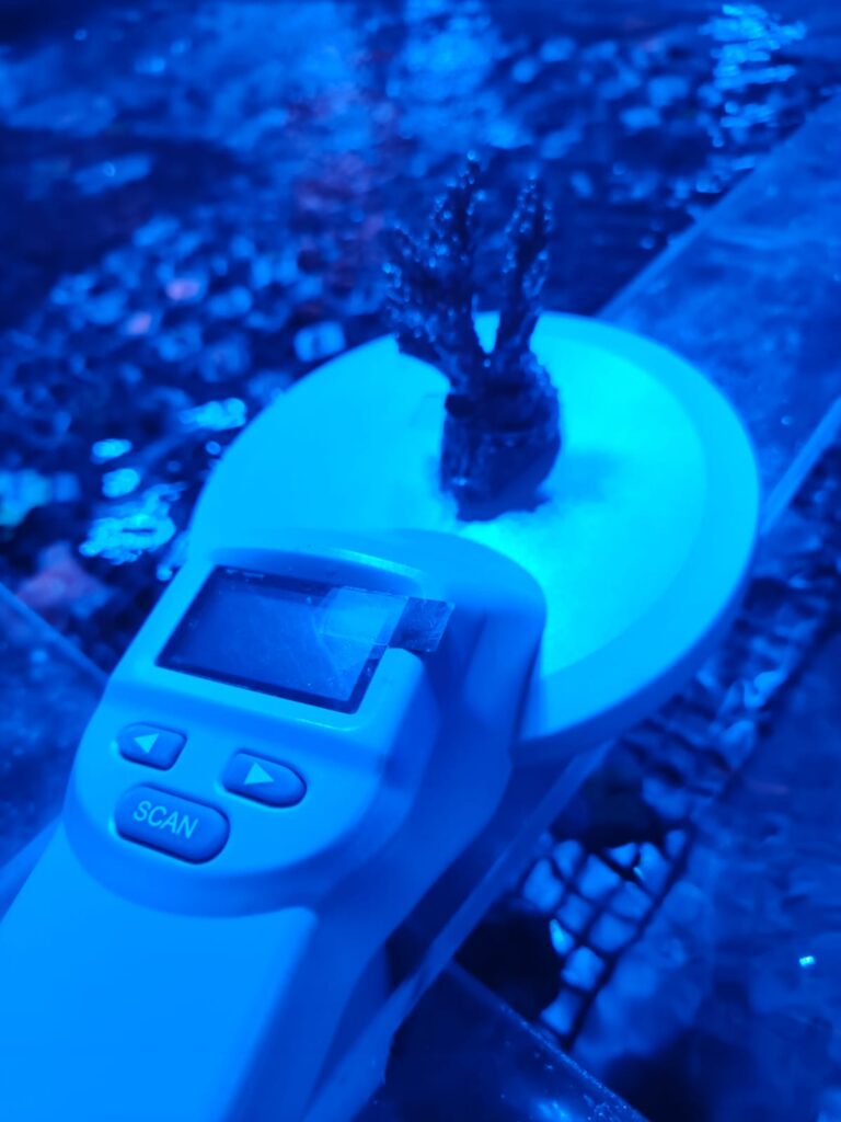 Malaysia’s Largest Inland Coral Farm Uses Radio Frequency ID Tags ...