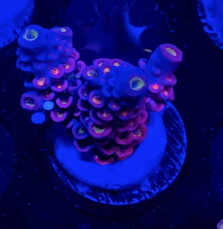 The importance of pH in the reef tank | Reef Builders | The Reef and ...
