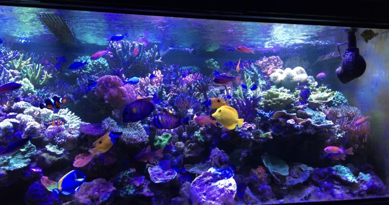 Siam Reef Club softie reef is a soft coral heaven from Thailand | Reef ...