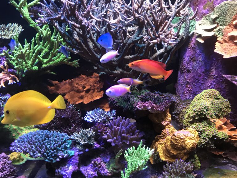 Rod’s Reef is a Sunlit, LED Supplemented, Gyre flowed coral tank From ...