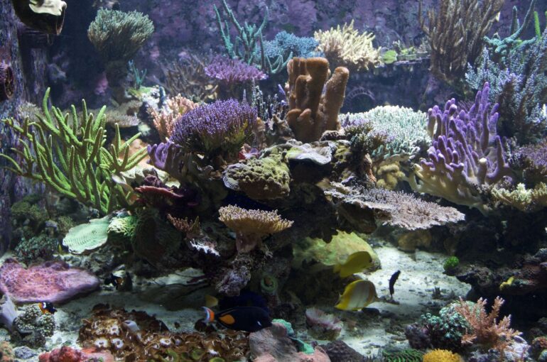 The importance of pH in the reef tank | Reef Builders | The Reef and ...