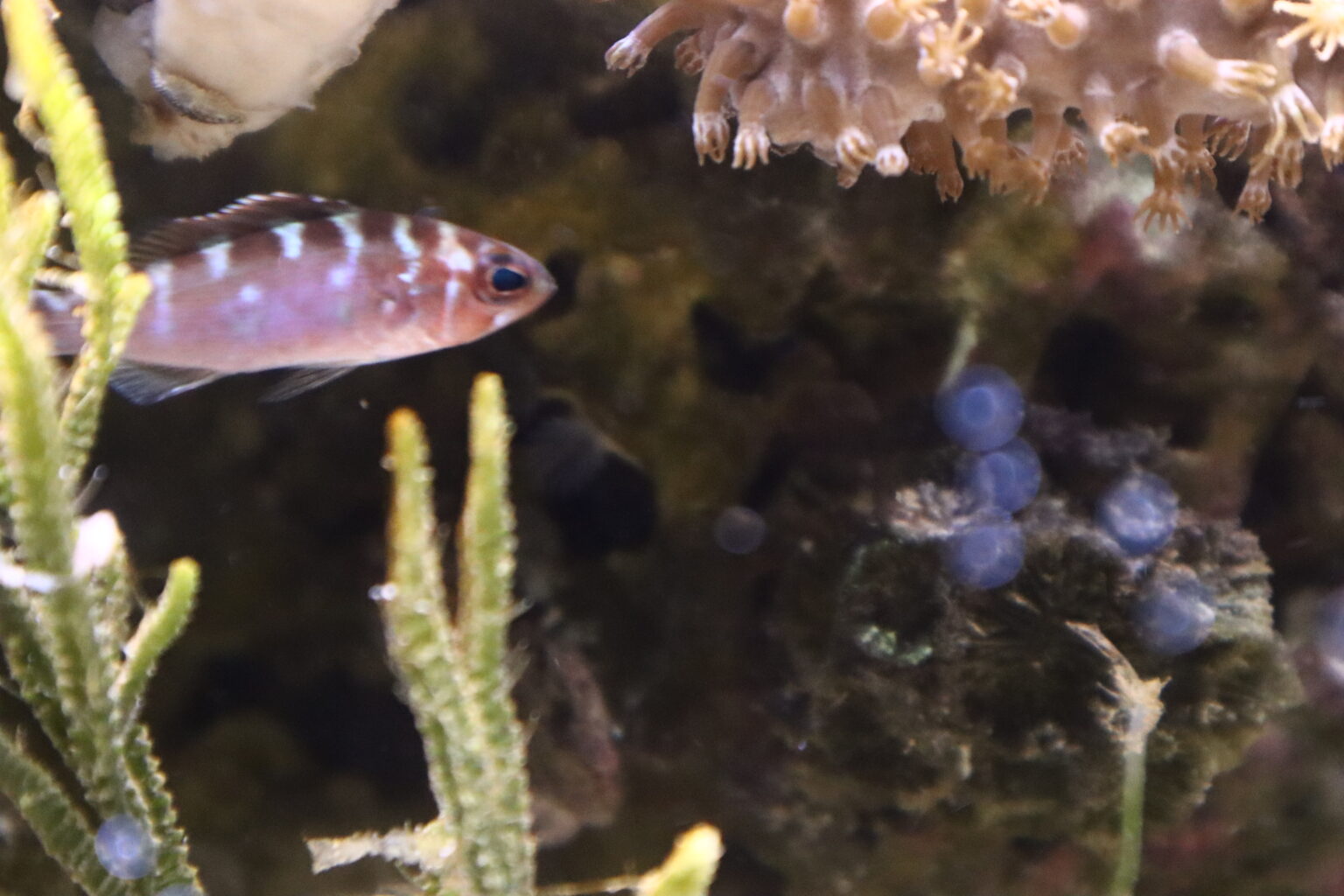 Levi’s Caribbean Biotope Aquarium | Reef Builders | The Reef and ...