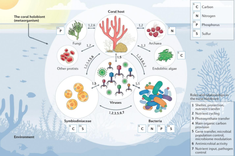 Reef Microbiology Part One: The Holobiont | Reef Builders | The Reef ...