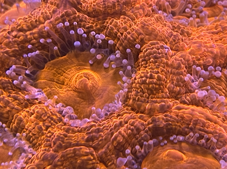 Maxspect’s Pastel Reef Magnifier is a Light, Phone Lens, and Magnifier ...