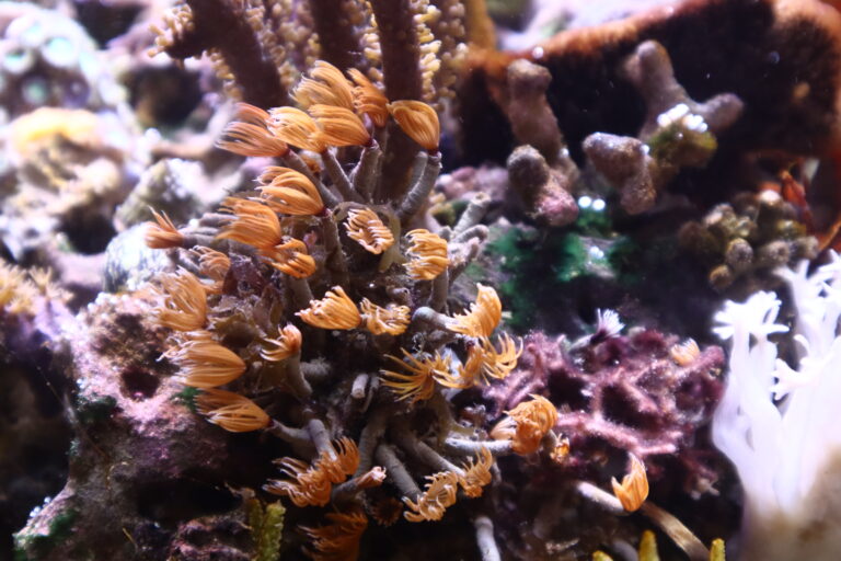 Levi’s Caribbean Biotope Aquarium | Reef Builders | The Reef and ...