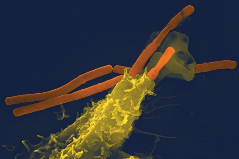 Reef Microbiology Part Two: The Immune System | Reef Builders | The ...