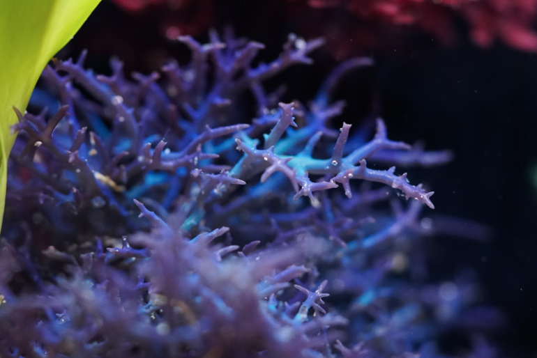 Magnificent Macroalgae: The Sublime Scapes of Tigahboy.h2o | Reef ...