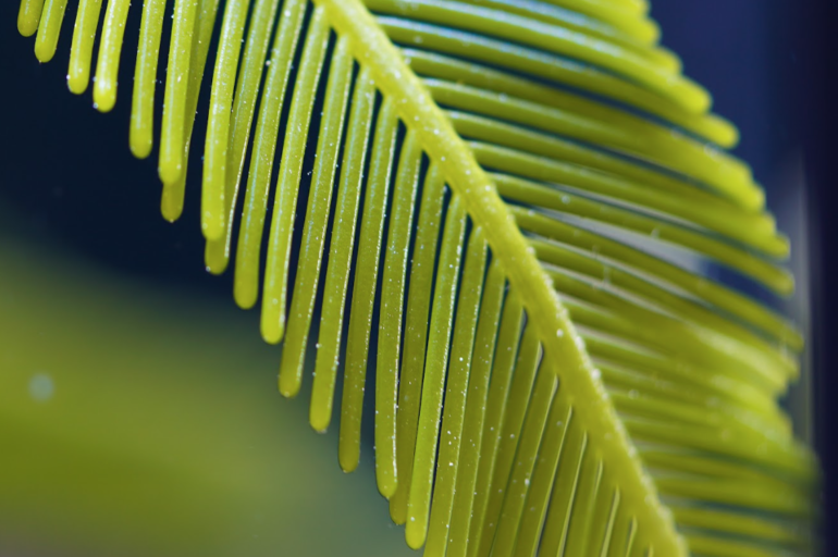 Magnificent Macroalgae: The Sublime Scapes of Tigahboy.h2o | Reef ...