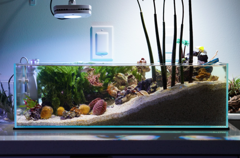 Magnificent Macroalgae: The Sublime Scapes of Tigahboy.h2o | Reef ...