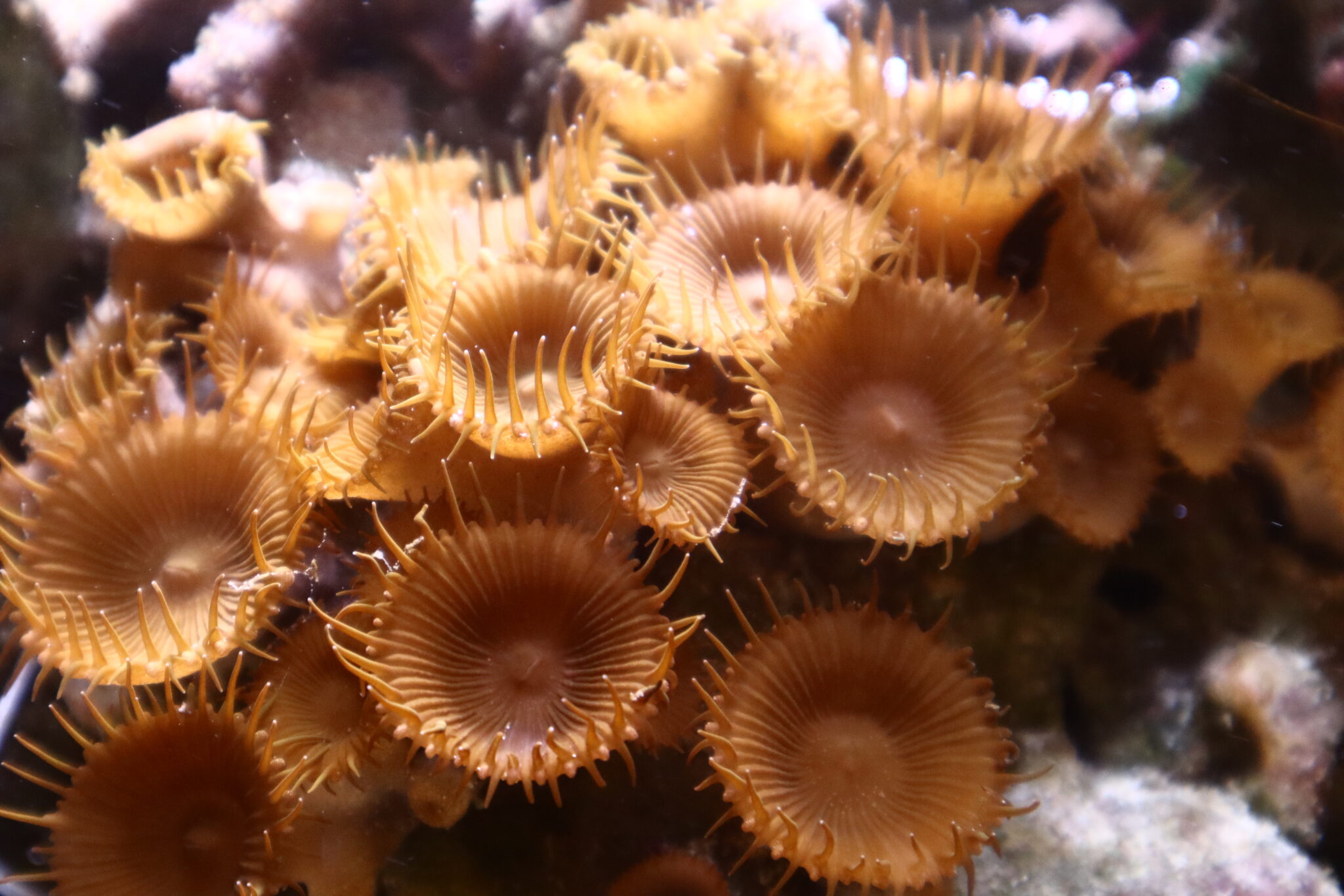 Levi’s Caribbean Biotope Aquarium | Reef Builders | The Reef and ...