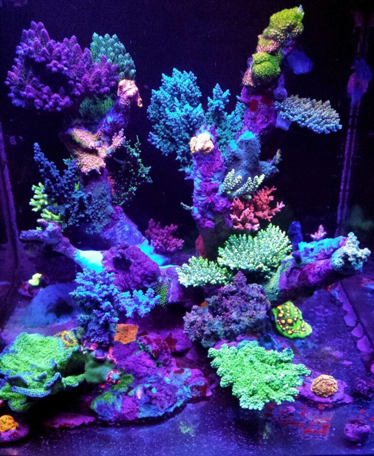 How to Aquascape a Reef Aquarium | Reef Builders | The Reef and Saltwater Aquarium Blog