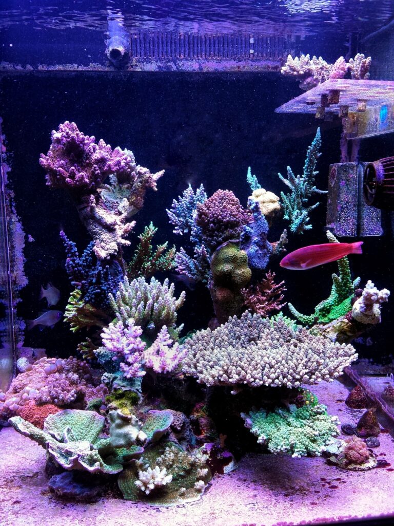 How to Aquascape a Reef Aquarium | Reef Builders | The Reef and ...