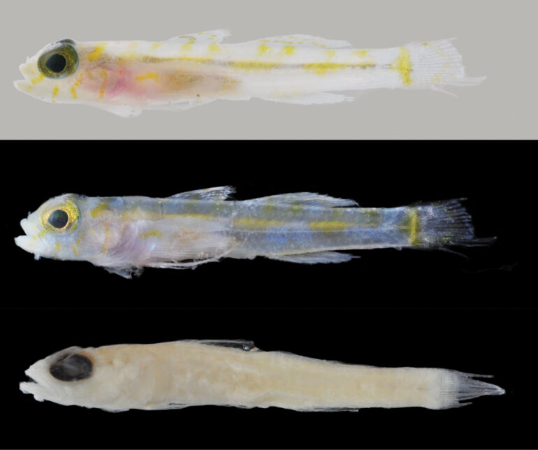 Two New Species of Gobies Described from the Deep Reefs of the ...