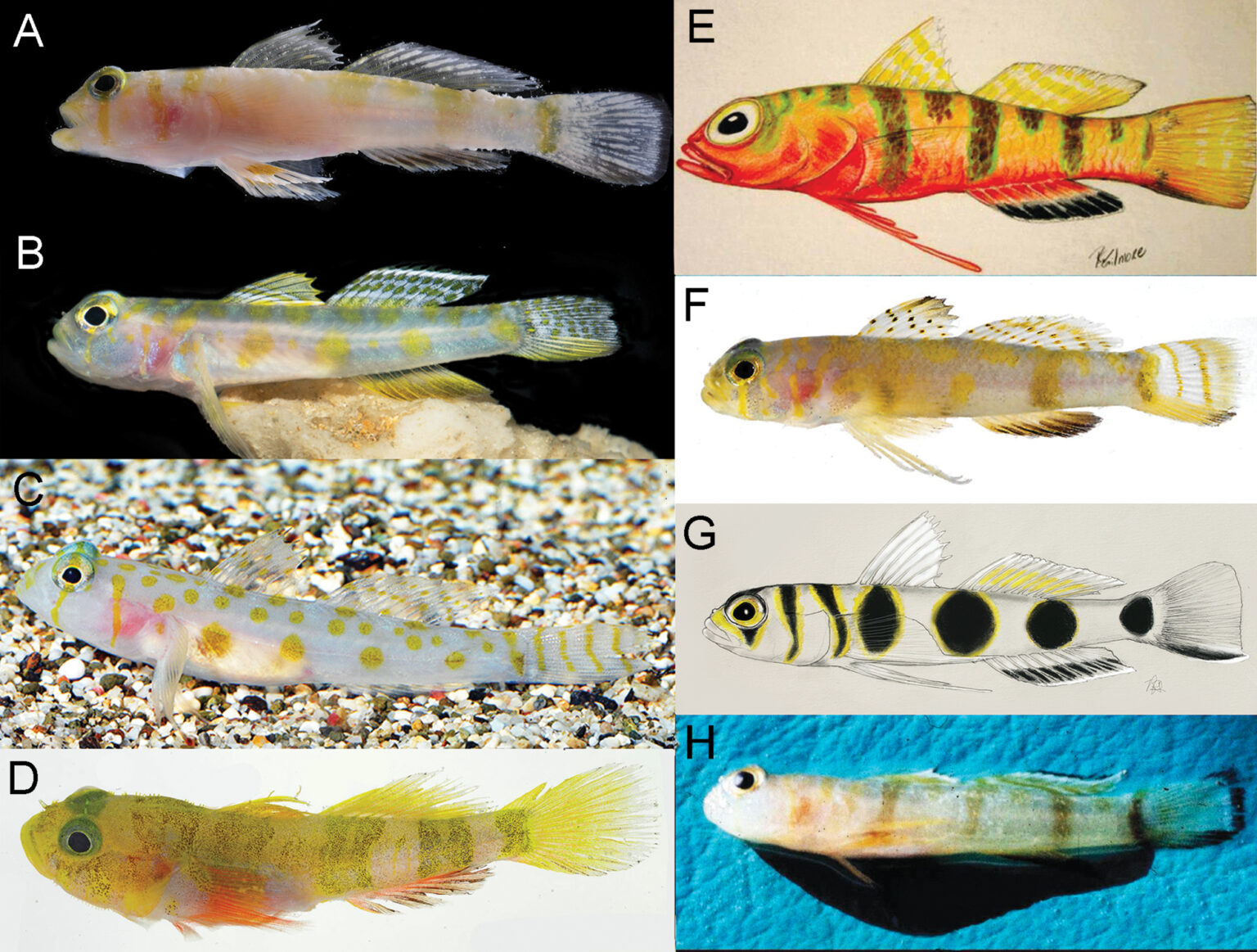 Two New Species of Gobies Described from the Deep Reefs of the ...