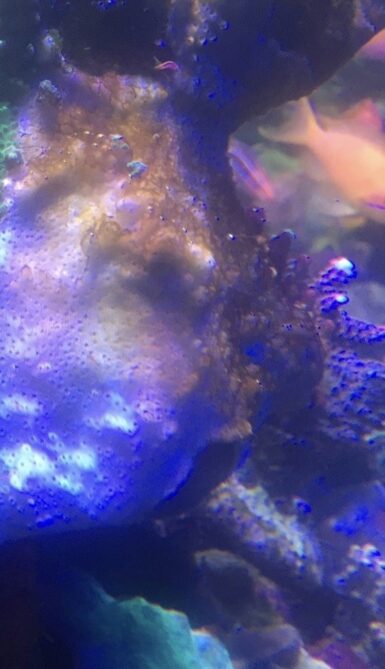 How to Manage the Ugly Stage of a New Reef Tank | Reef Builders | The ...