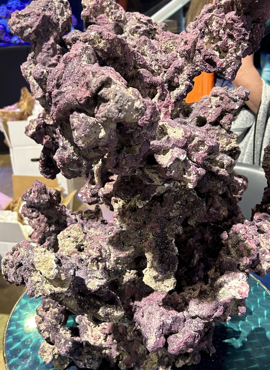 How to Mix Aggressive and Territorial Marine Fish | Reef Builders | The ...