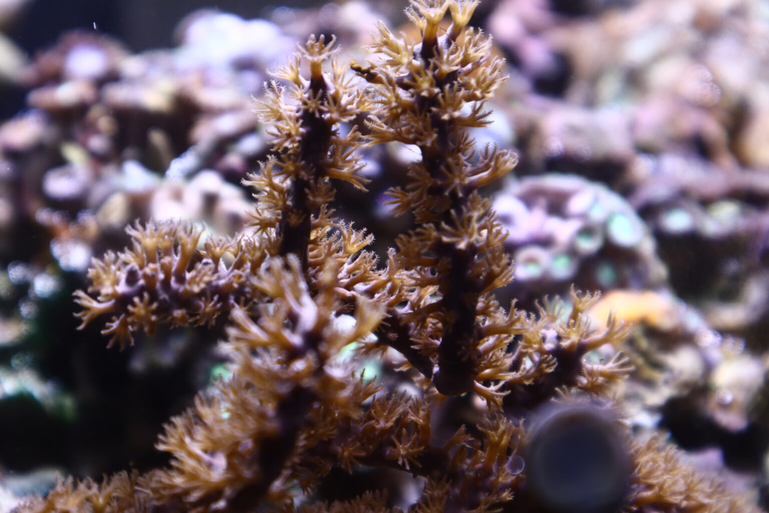 Levi’s Caribbean Biotope Aquarium | Reef Builders | The Reef and ...