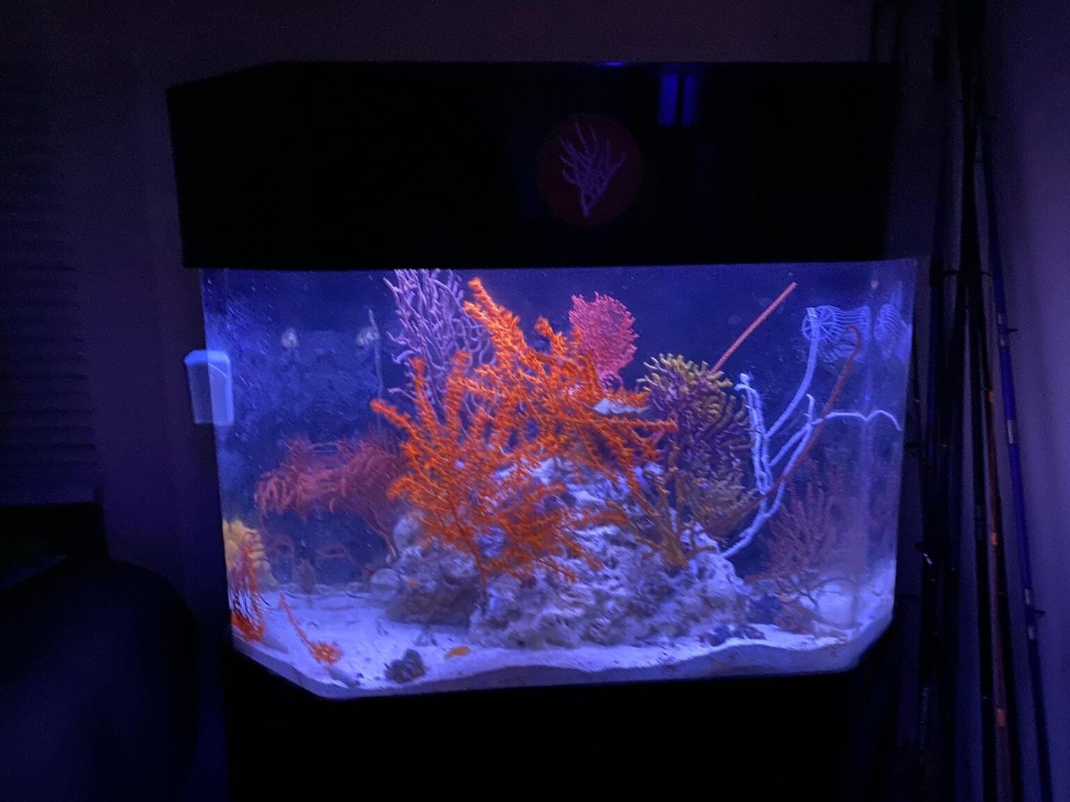 The Orange Tree Gorgonian is a Rare, Deepwater Treat | Reef Builders ...