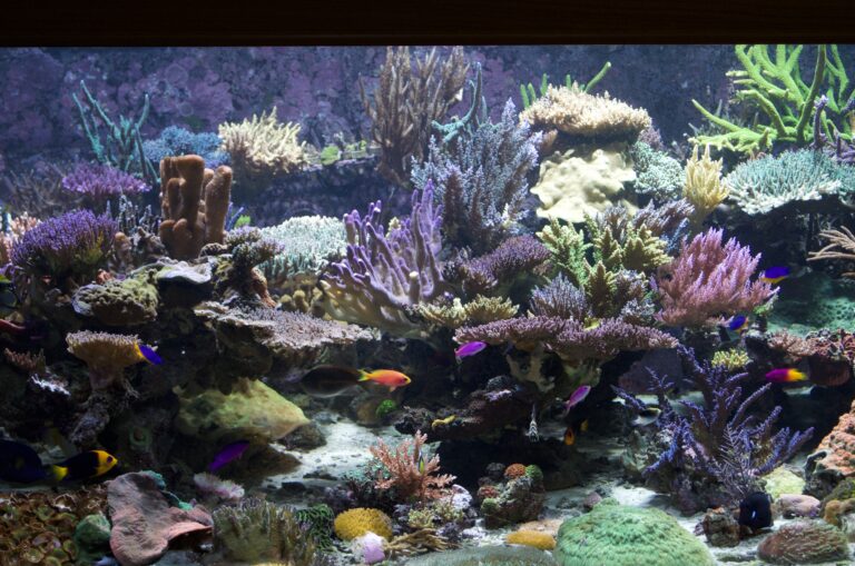 The History and Evolution of Live Rock | Reef Builders | The Reef and ...