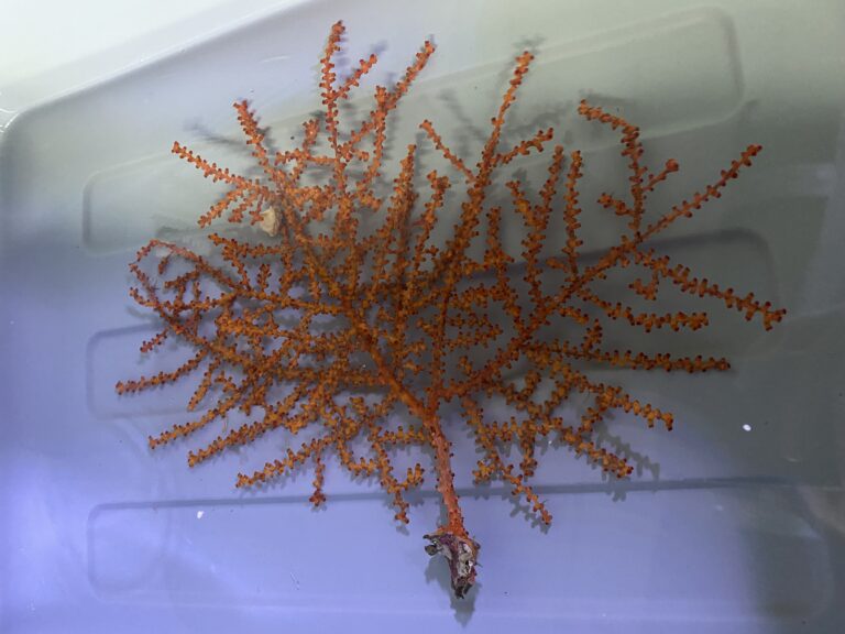 The Orange Tree Gorgonian is a Rare, Deepwater Treat | Reef Builders ...