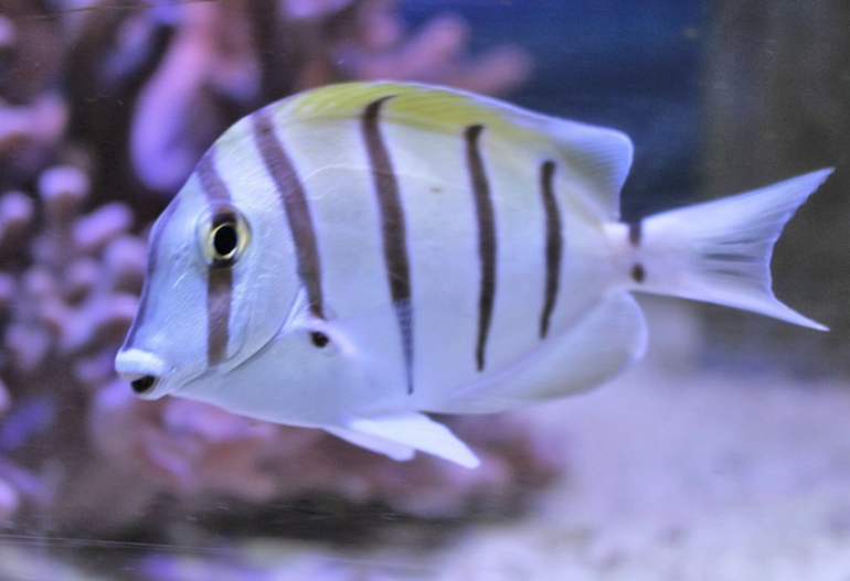 Mustard X Convict Tang is One of a Kind Hybrid | Reef Builders | The ...