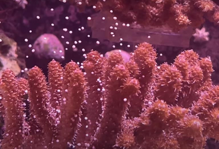 Richard Ross’s Home Coral Breeding Video is a Recipe for All Reefers ...