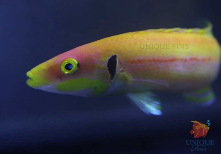 Rare Black Ear Candy Hogfish is First One In USA | Reef Builders | The ...