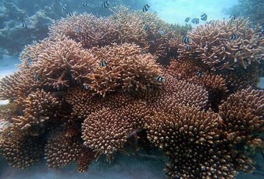 Is the Hobby Getting Too Expensive? Part II Livestock | Reef Builders ...