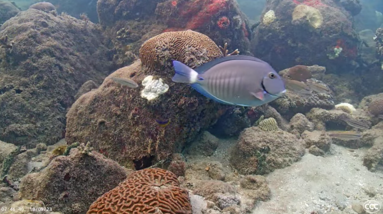 Coral City Camera is an Underwater Live Stream You Can Watch All Day ...