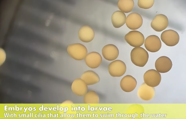 Richard Ross’s Home Coral Breeding Video is a Recipe for All Reefers ...