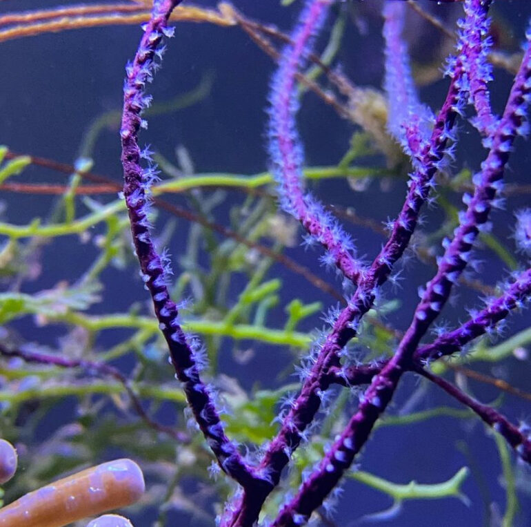 How To Keep Leptogorgia Gorgonians | Reef Builders | The Reef and ...