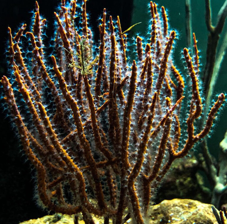 How To Keep Leptogorgia Gorgonians | Reef Builders | The Reef and ...