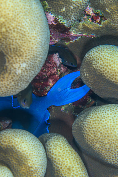 Pavona clavus: A Nerdic Experience! | Reef Builders | The Reef and Saltwater Aquarium Blog