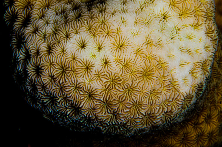 Pavona clavus: A Nerdic Experience! | Reef Builders | The Reef and ...